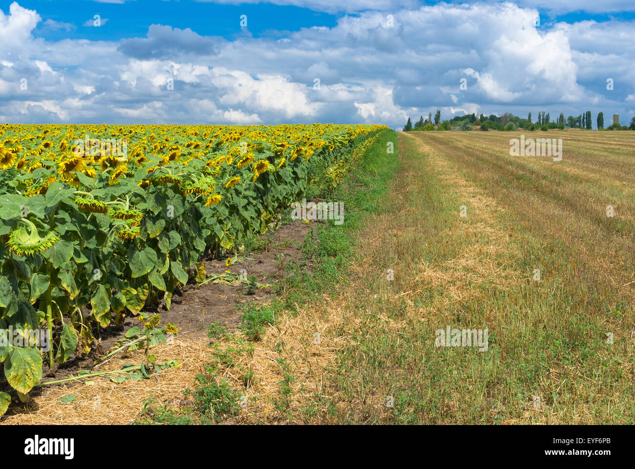 Ukrainian rural landscape in summer season Stock Photo - Alamy