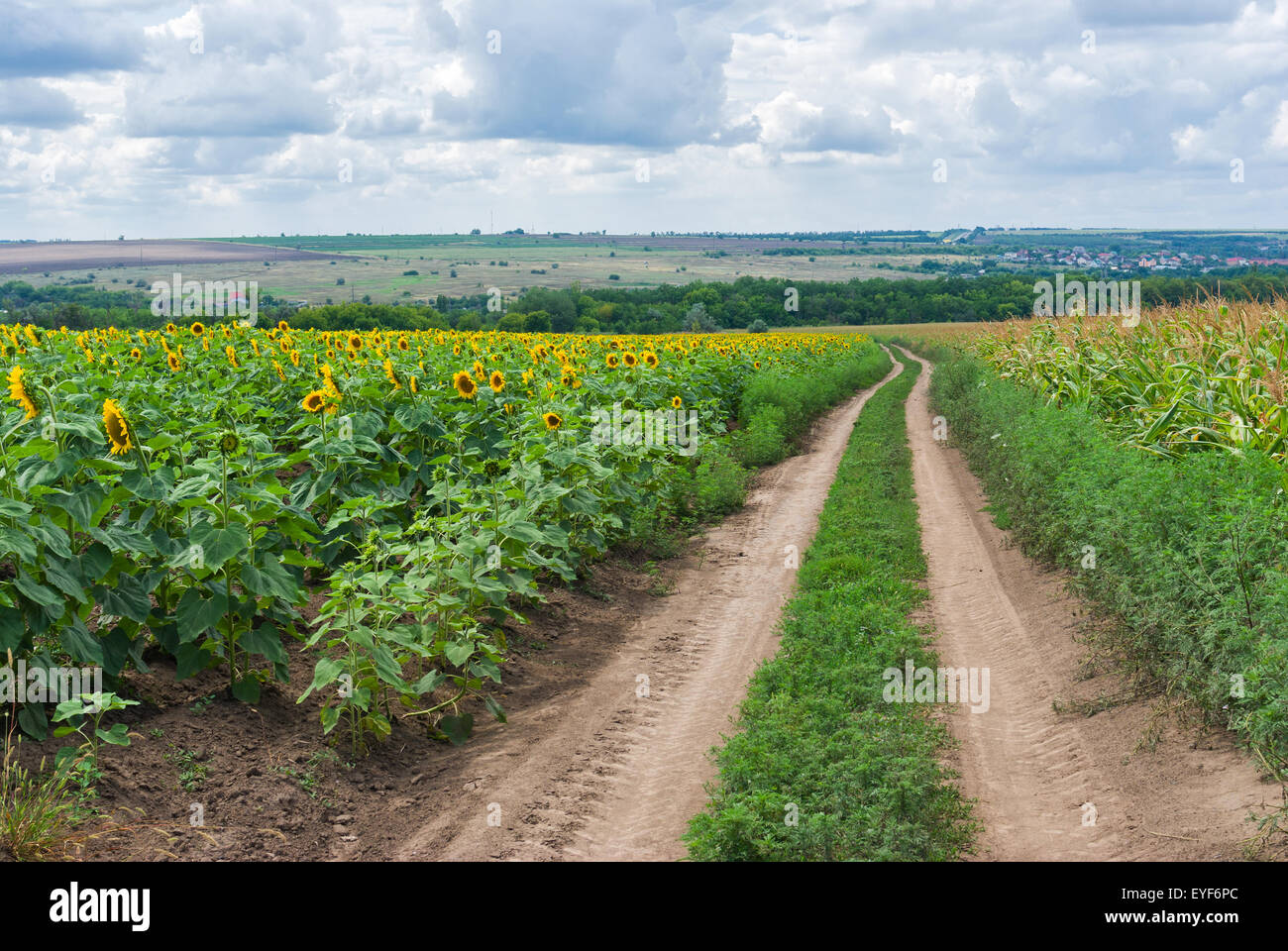 Classic central Ukrainian rural landscape Stock Photo - Alamy