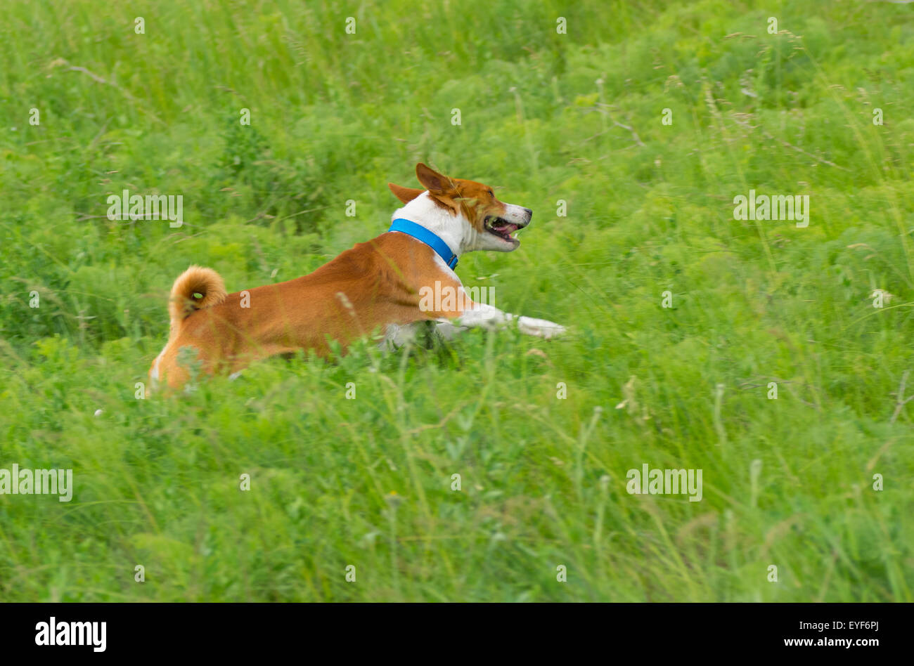 Dog galloping hi-res stock photography and images - Alamy