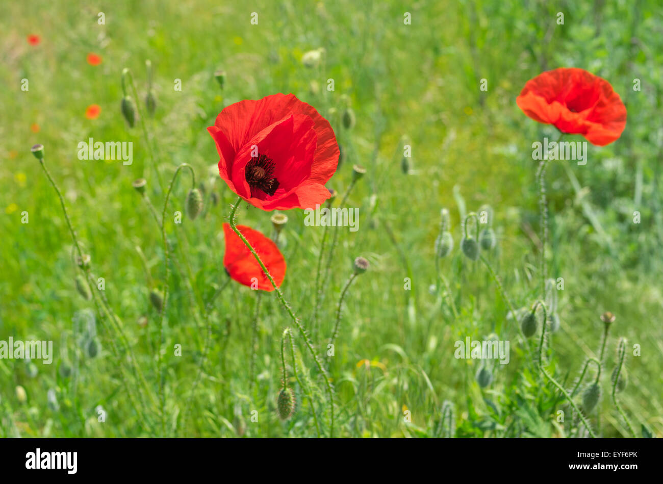 Red poppy field Stock Photo - Alamy
