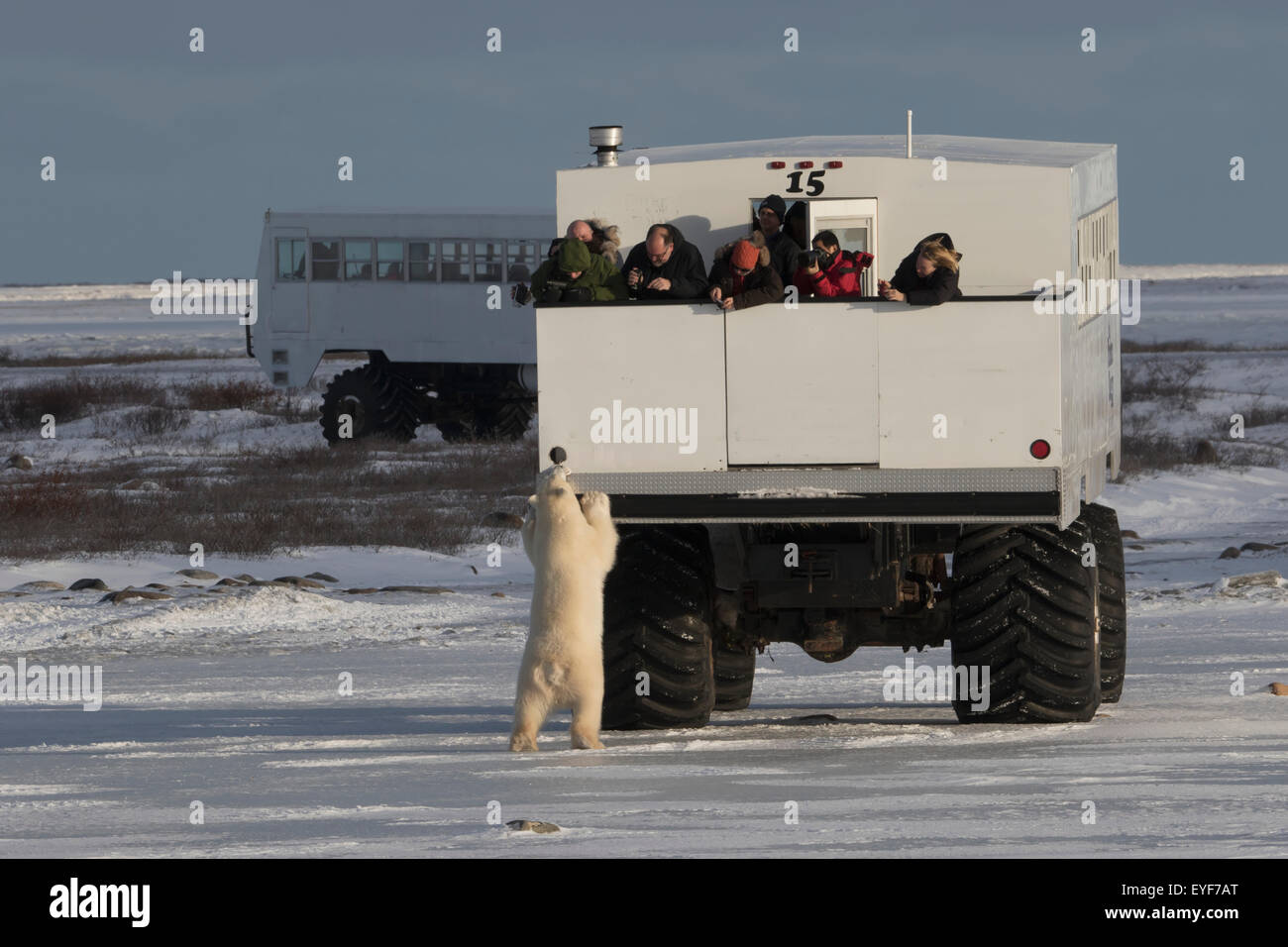 Polar bear (ursus maritimus) standing up against a tundra buggy near ...