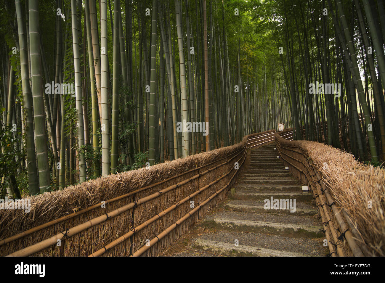 Stone pathway in bamboo forest; Arashiyama, Kyoto, Japan Stock Photo ...