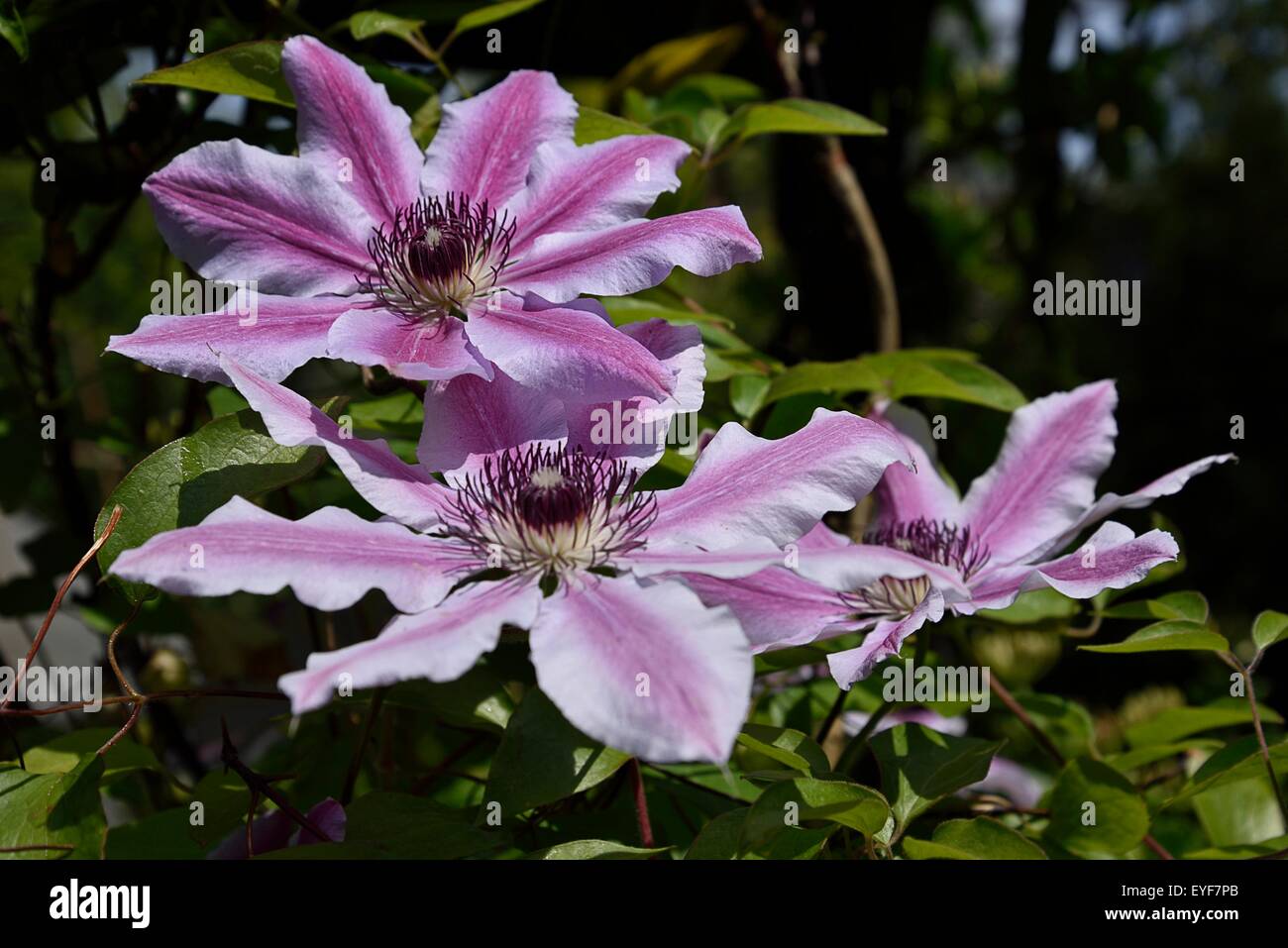 Clematis in all their glory, Nellie Moser,Jackmanii, and Louise Rowe ...