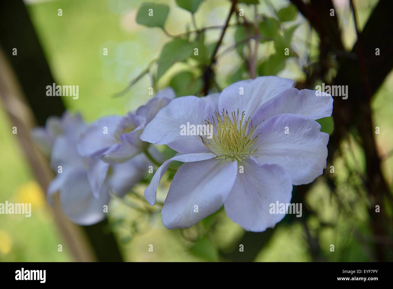 Clematis in all their glory, Nellie Moser,Jackmanii, and Louise Rowe ...