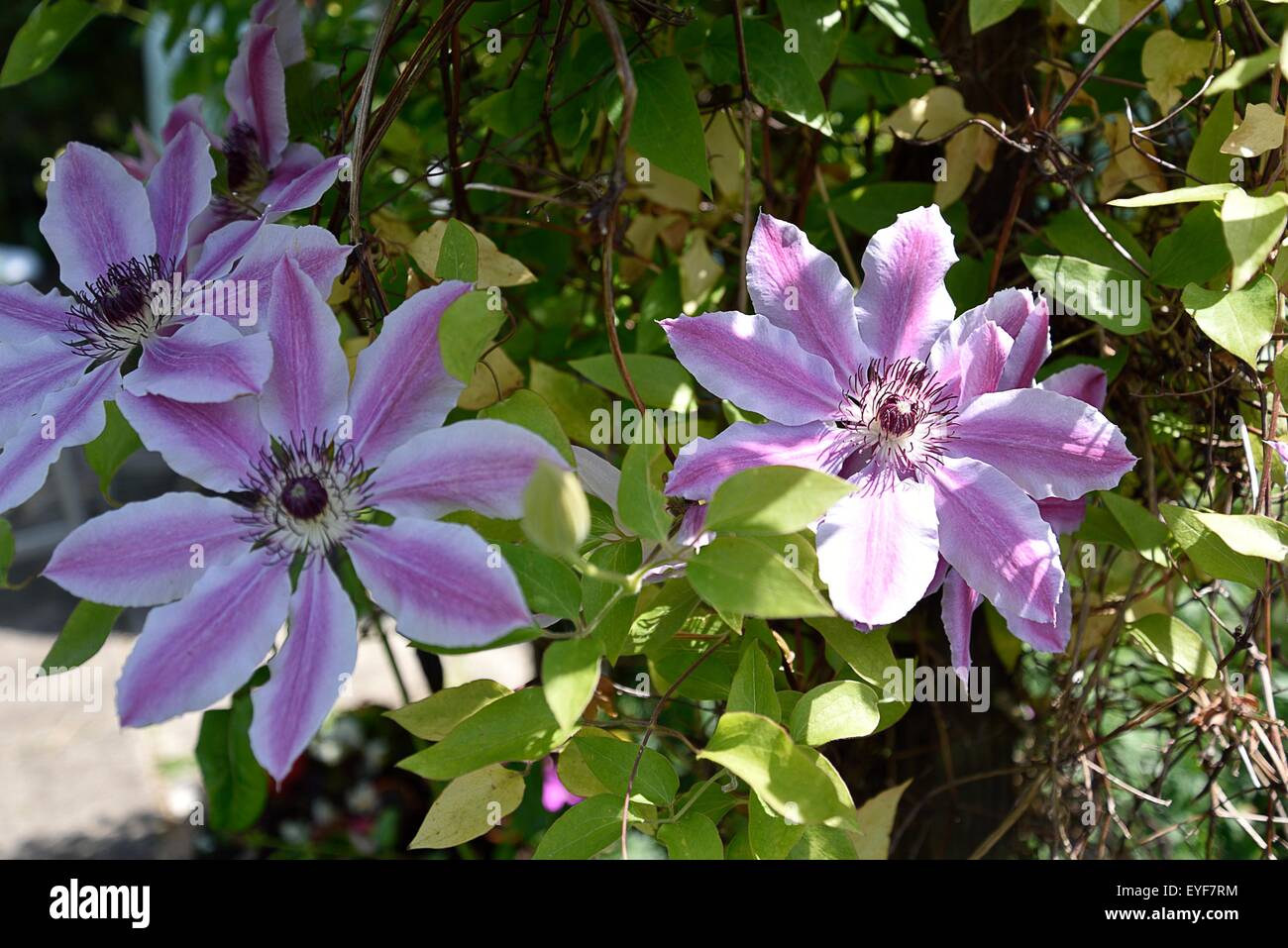 Clematis louise rowe hi-res stock photography and images - Alamy