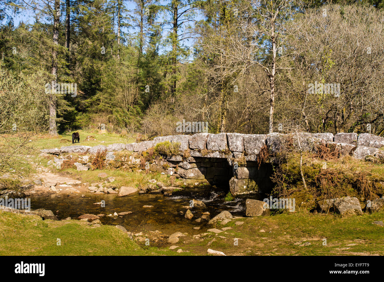 Leather Tor Bridge over the Meavy River, Dartmoor, with ponies in the ...