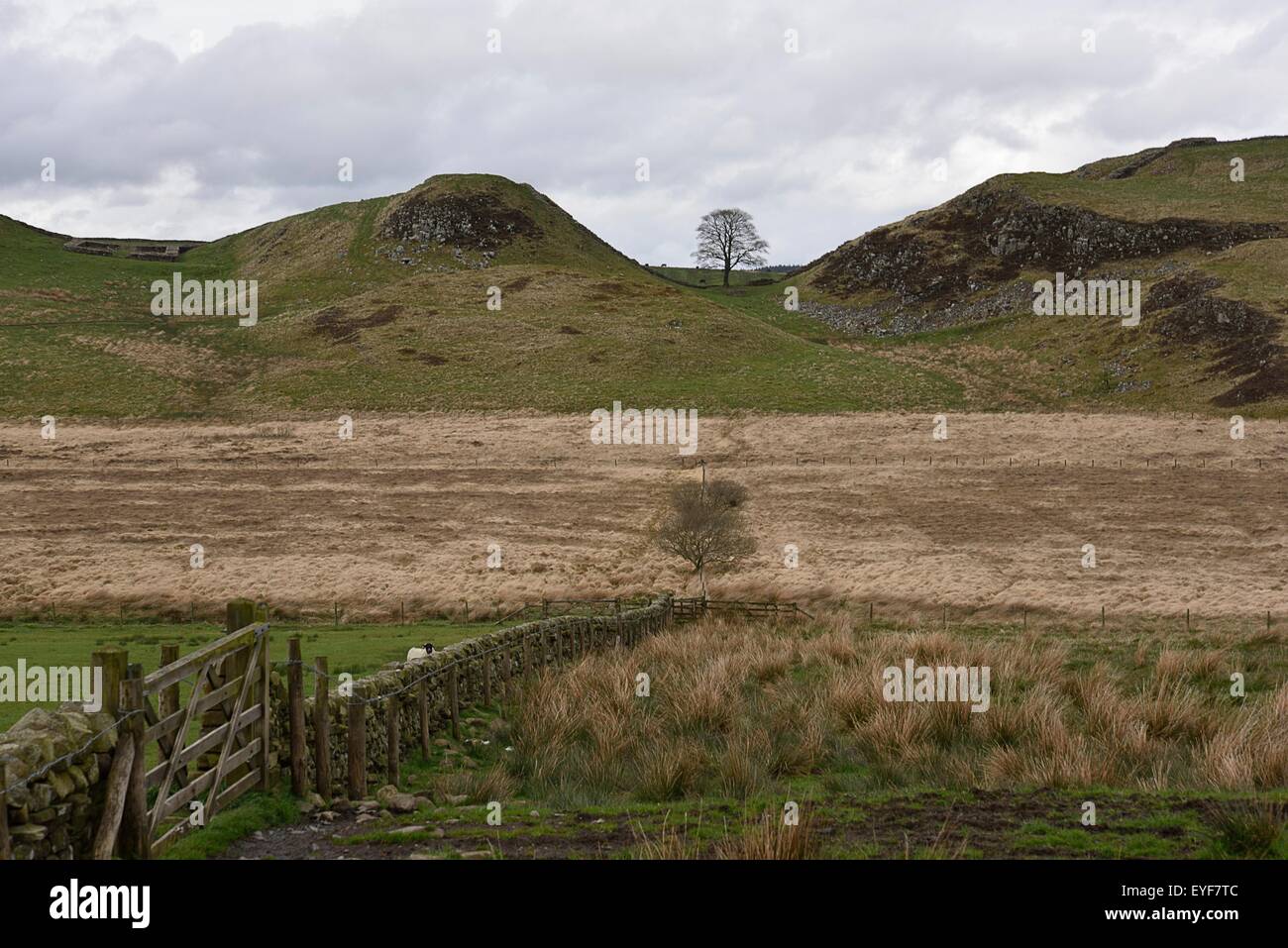 View of Hadrian's Wall from ROMAN VINDOLANDA Fort & Museum Stock Photo ...
