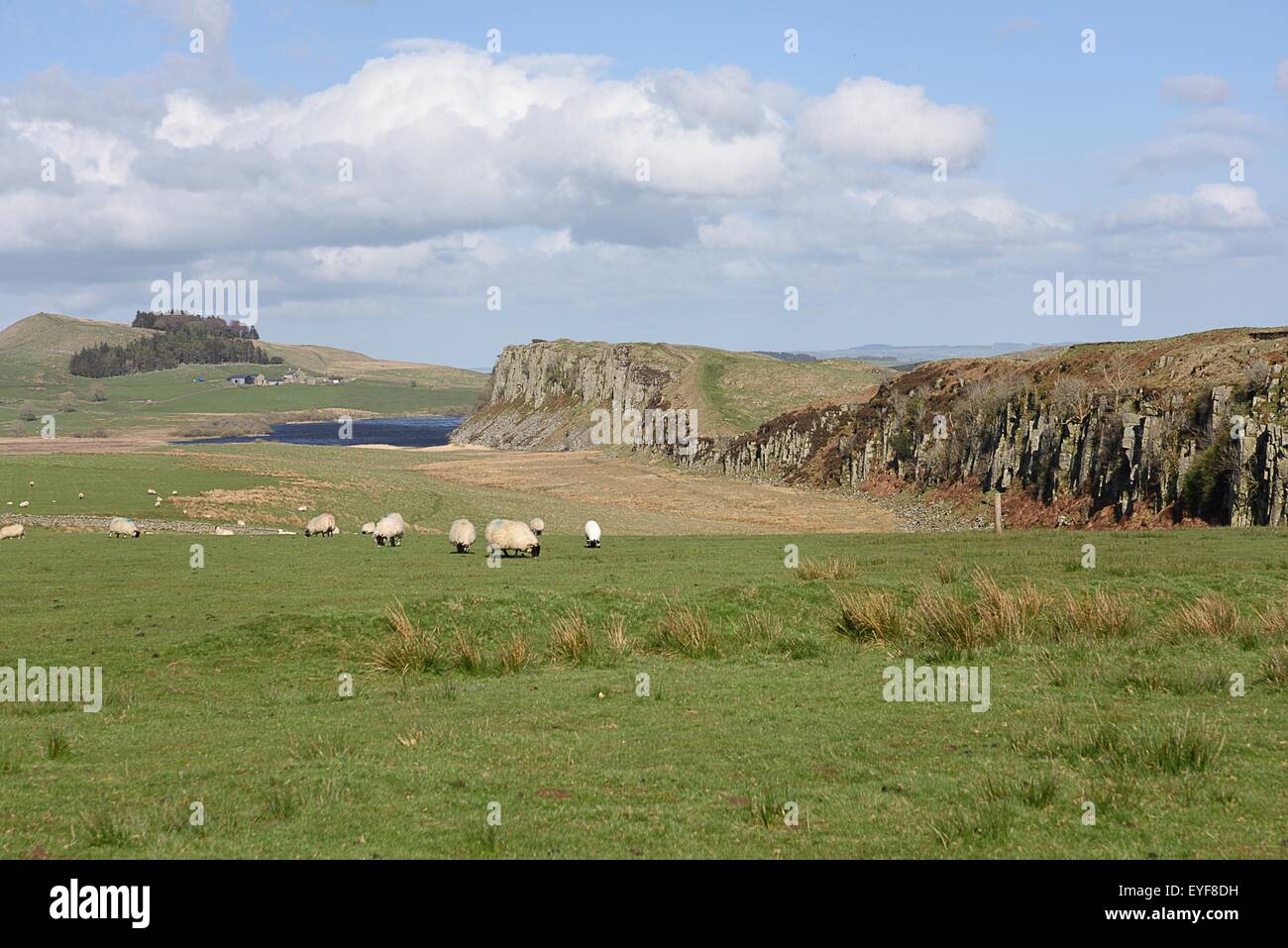 View of Hadrian's Wall from ROMAN VINDOLANDA Fort & Museum Stock Photo ...