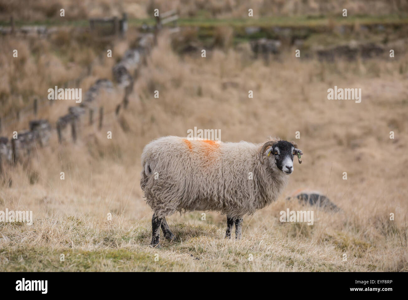 Adult sheep hi-res stock photography and images - Alamy