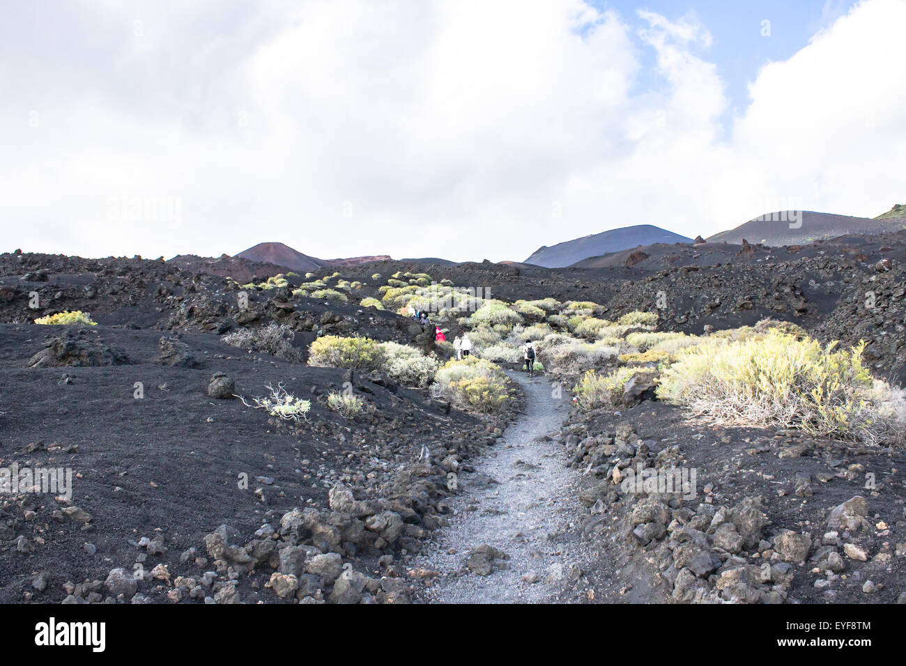 Vegetation growing on the craters of the volcano of Teneguia, La Palma ...