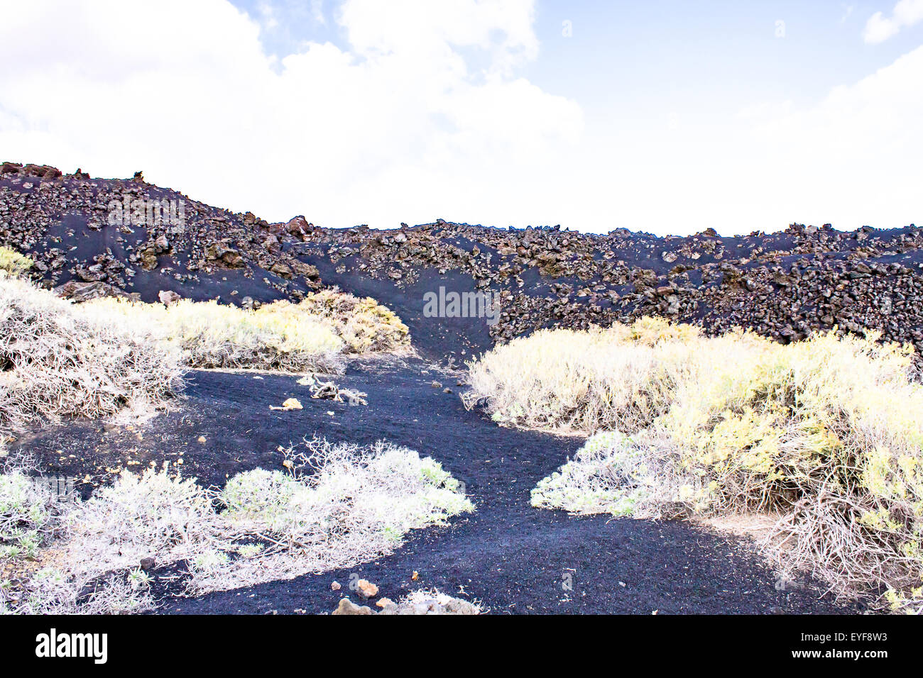 Vegetation growing on the craters of the volcano of Teneguia, La Palma ...
