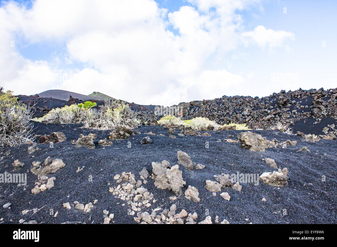 Vegetation growing on the craters of the volcano of Teneguia, La Palma ...