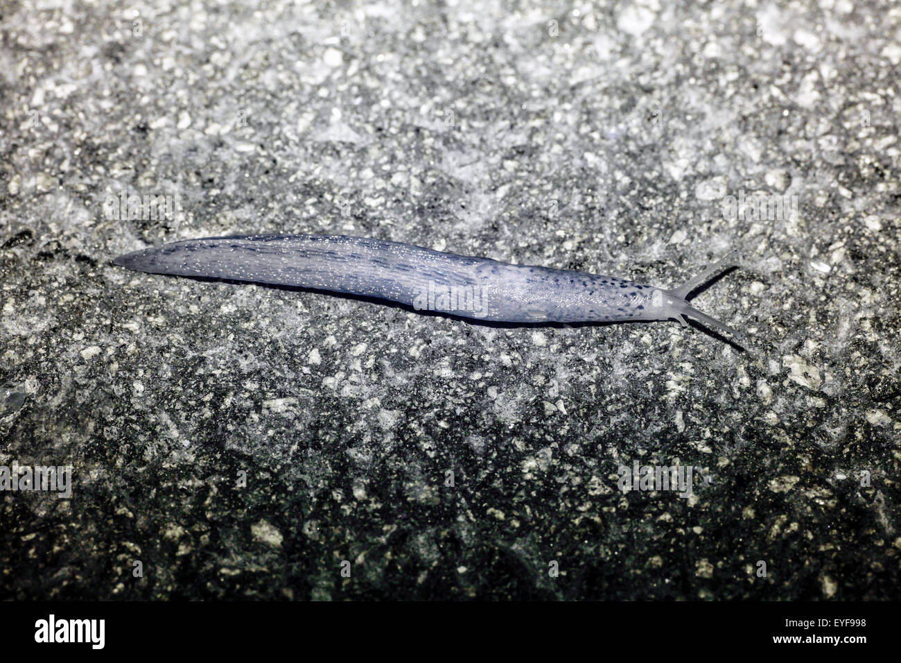 Biggest Slug High Resolution Stock Photography and Images - Alamy