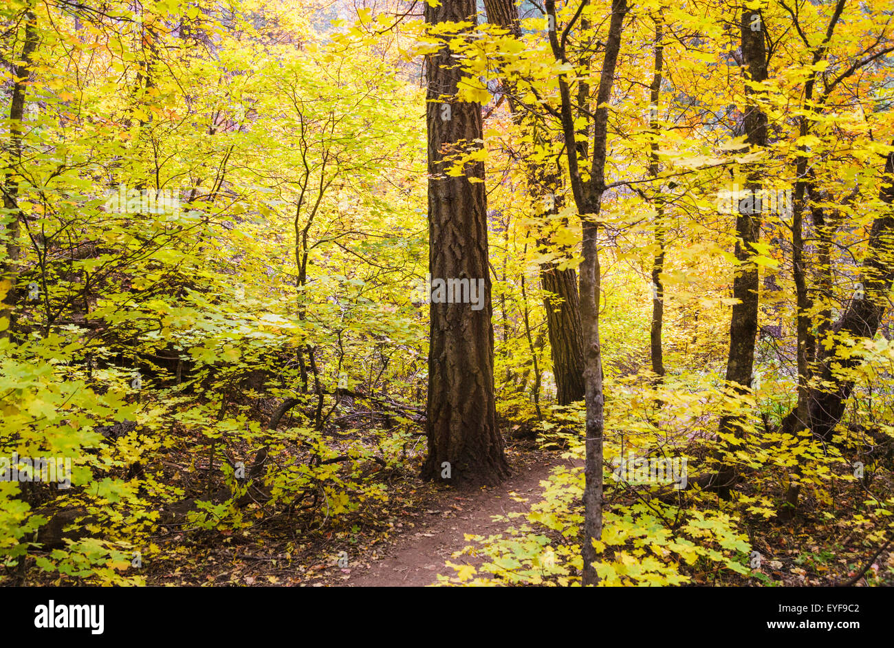 Autumn leaves along trail in West Fork in Oak Creek in Northern Arizona ...