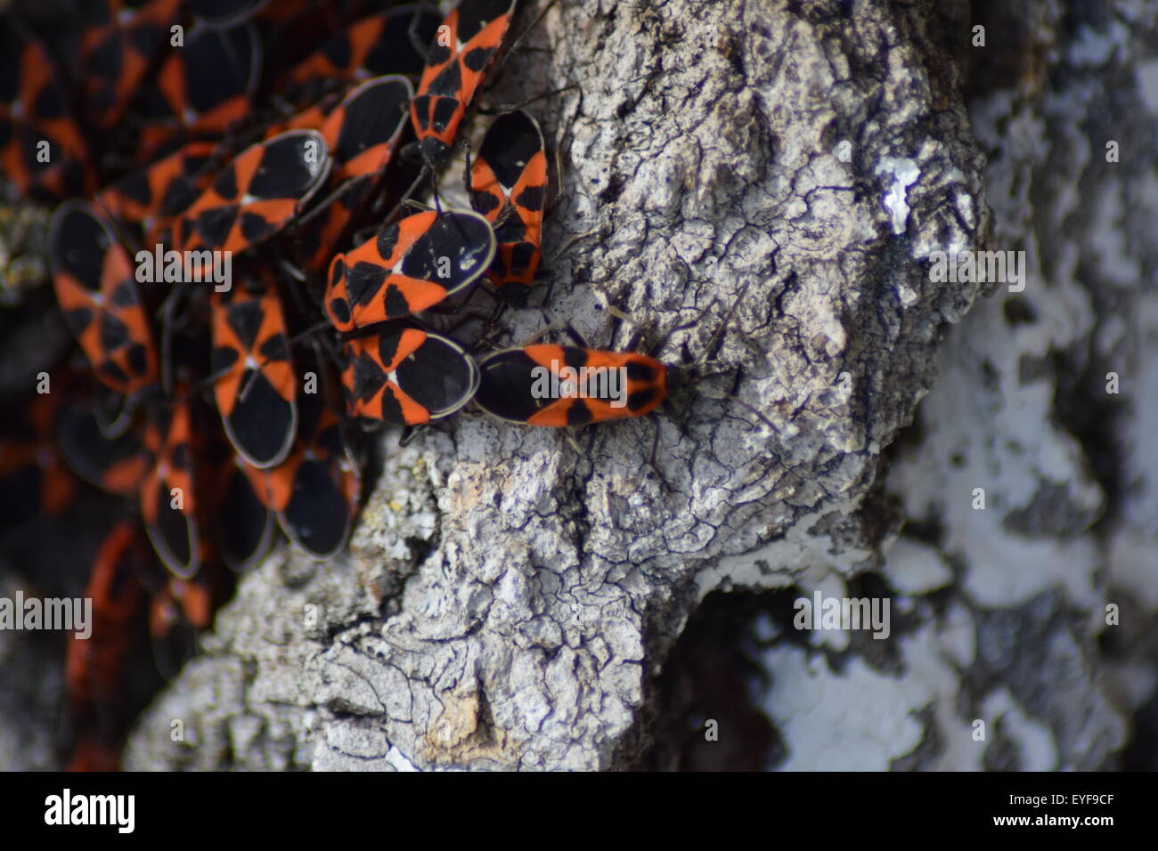 Two firebugs mating and walking backwards. Spring nature fire bug red ...