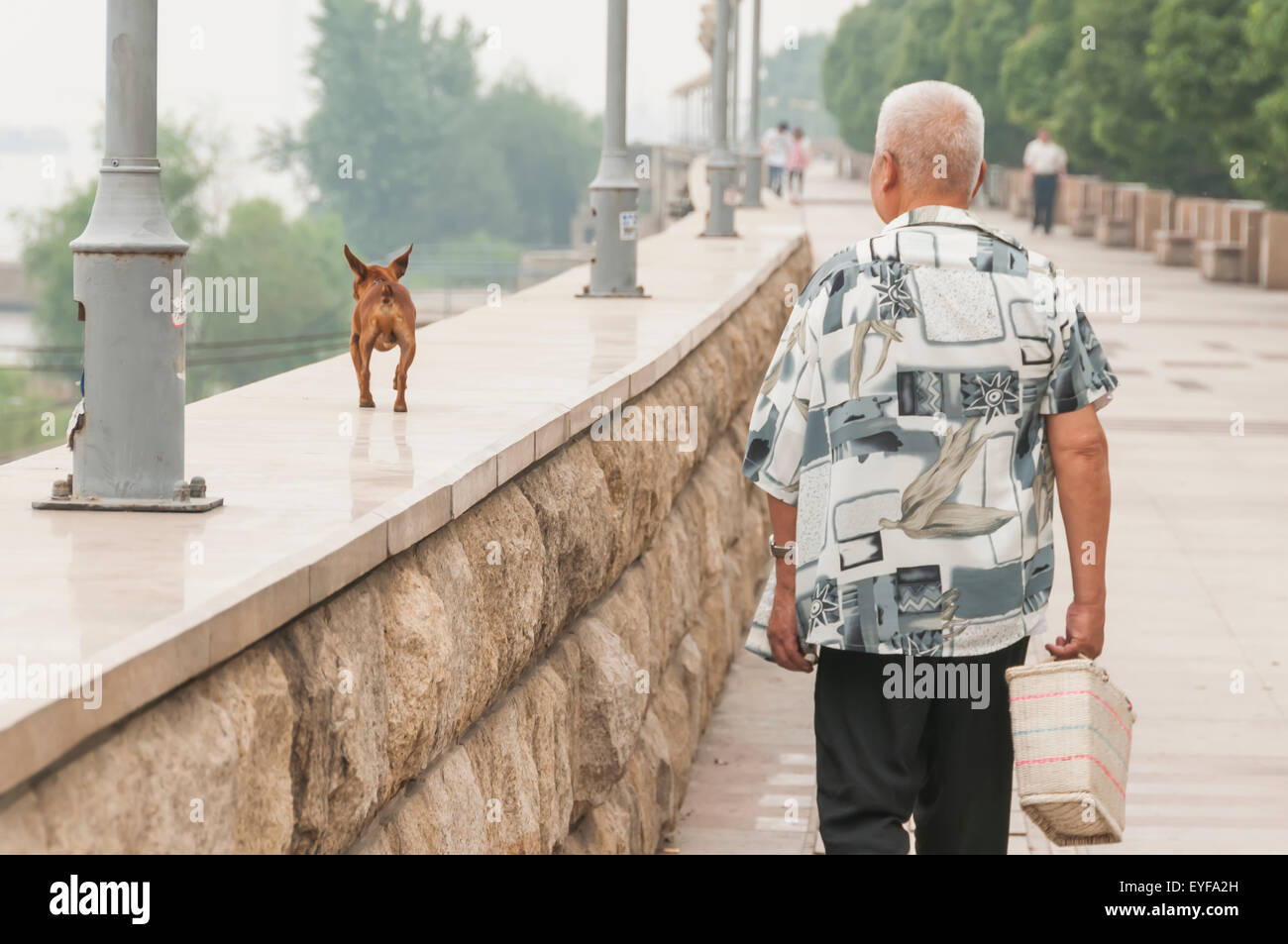 A senior man walks with his small dog along Yangtze river; Wuhan, Hubei ...