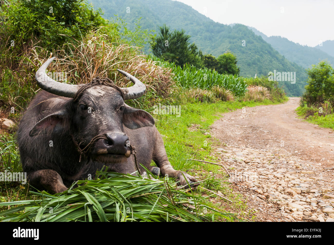 Work on chinese rice fields hi-res stock photography and images - Alamy