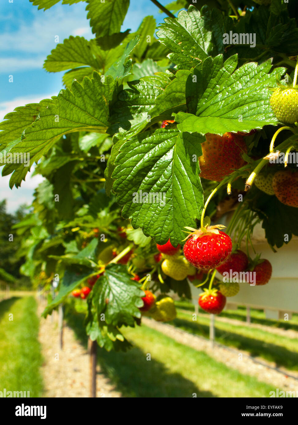 Parkside farm pick your own hi-res stock photography and images - Alamy