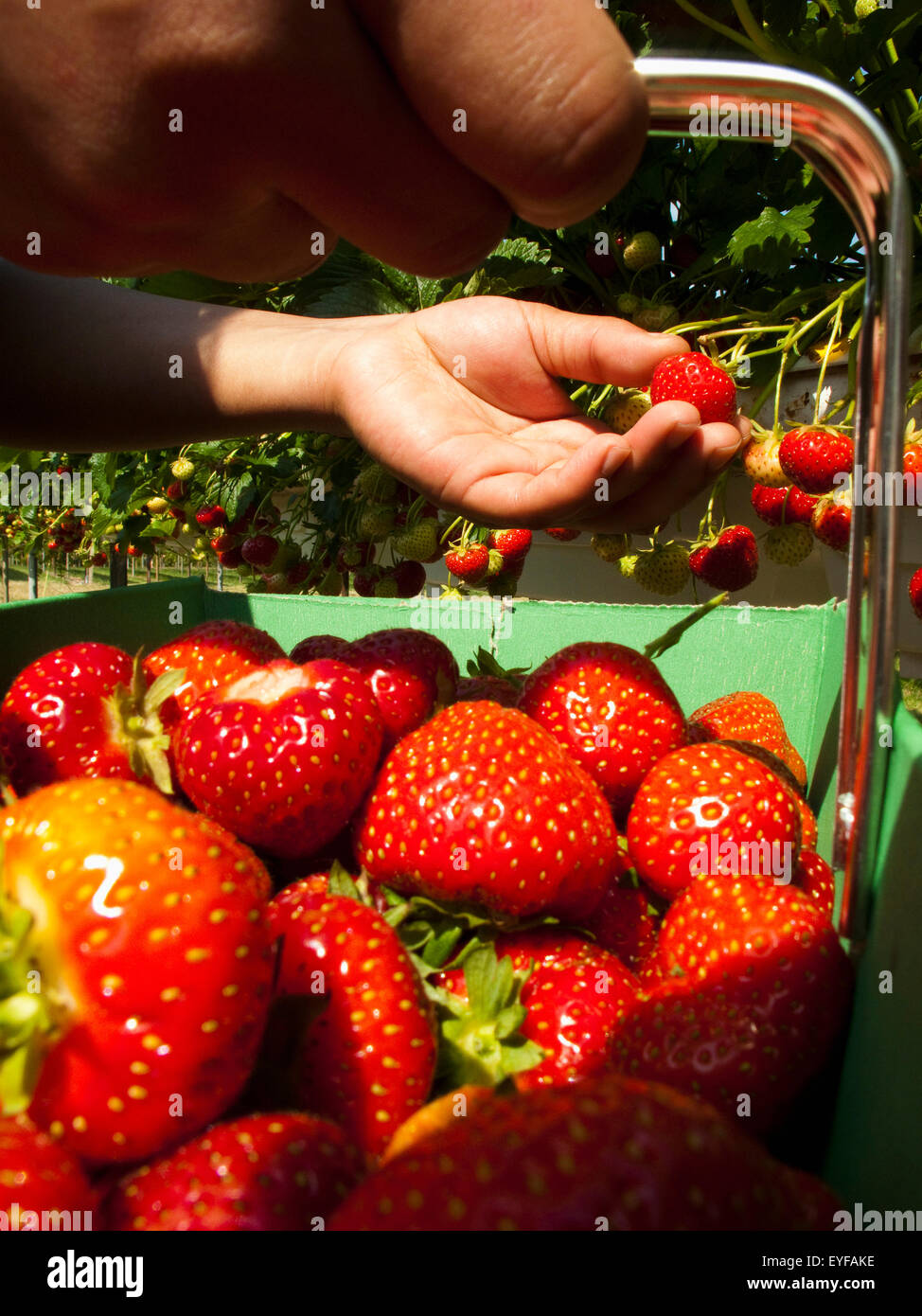 Parkside farm pick your own hi-res stock photography and images - Alamy