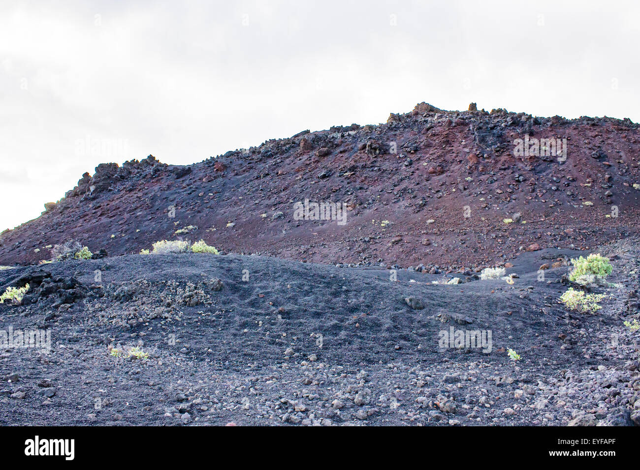 Vegetation growing on the craters of the volcano of Teneguia, La Palma ...