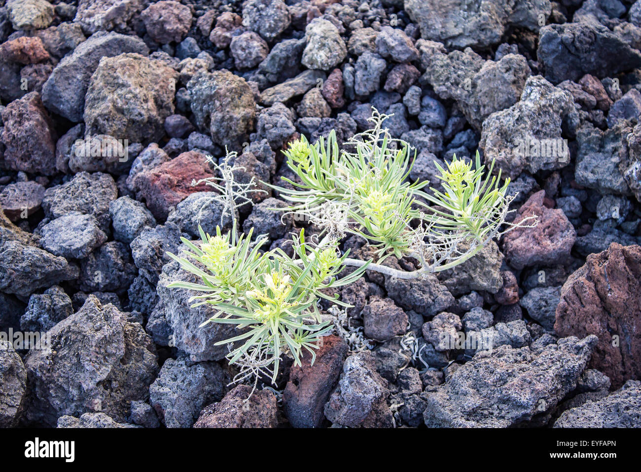 Vegetation growing on the craters of the volcano of Teneguia, La Palma ...