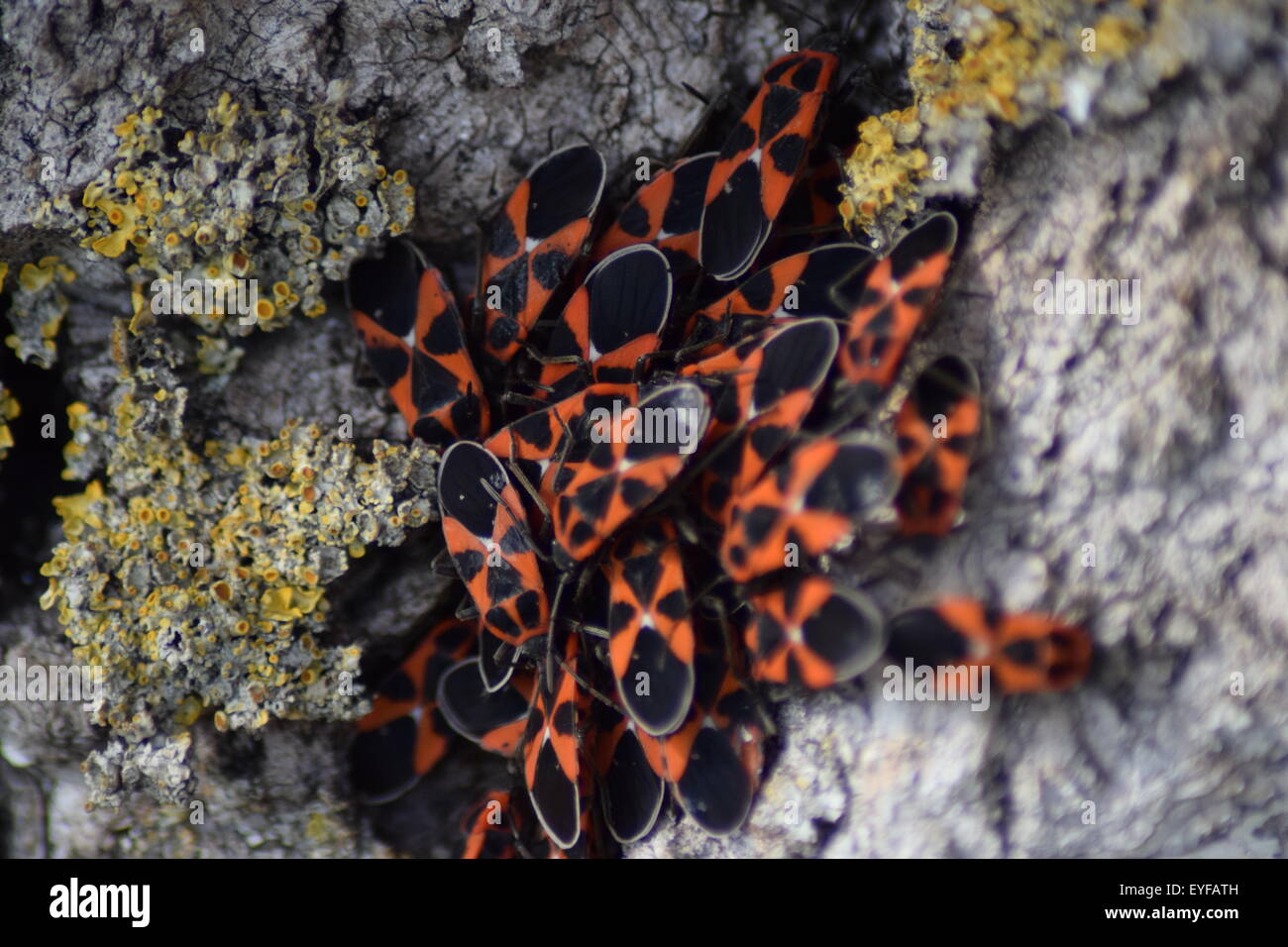 Two firebugs mating and walking backwards. Spring nature fire bug red ...