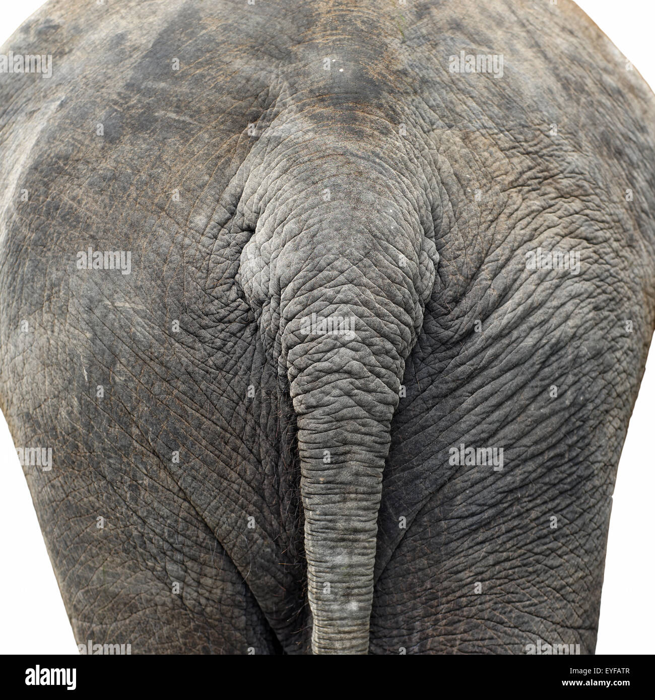 bottom of asian elephant isolated on white background Stock Photo - Alamy