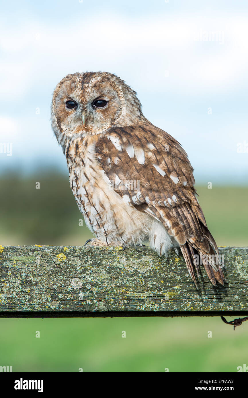 Tawny Owl (Strix Aluco Stock Photo - Alamy