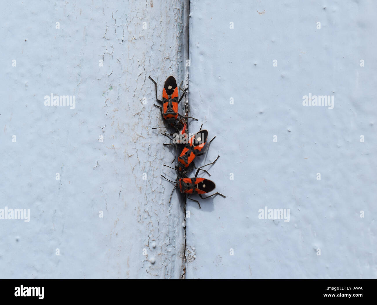 The image of red bugs in a native habitat Stock Photo - Alamy