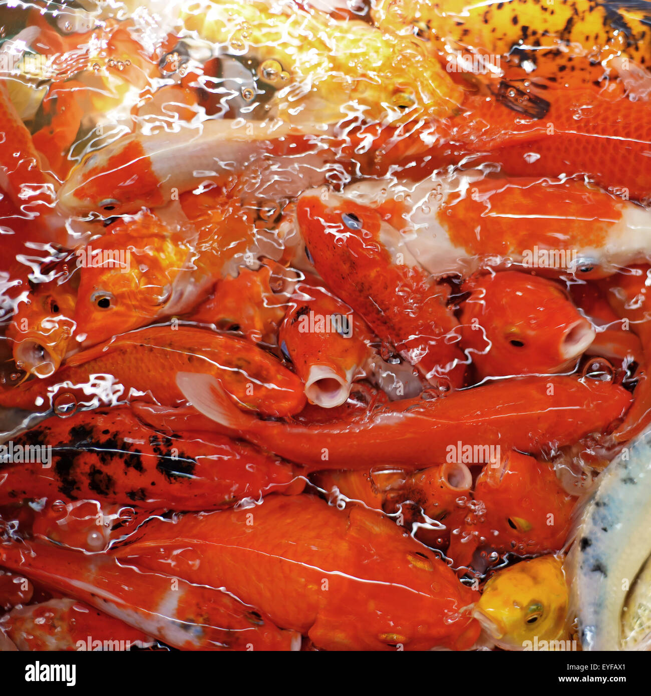 Koi tail hi-res stock photography and images - Alamy