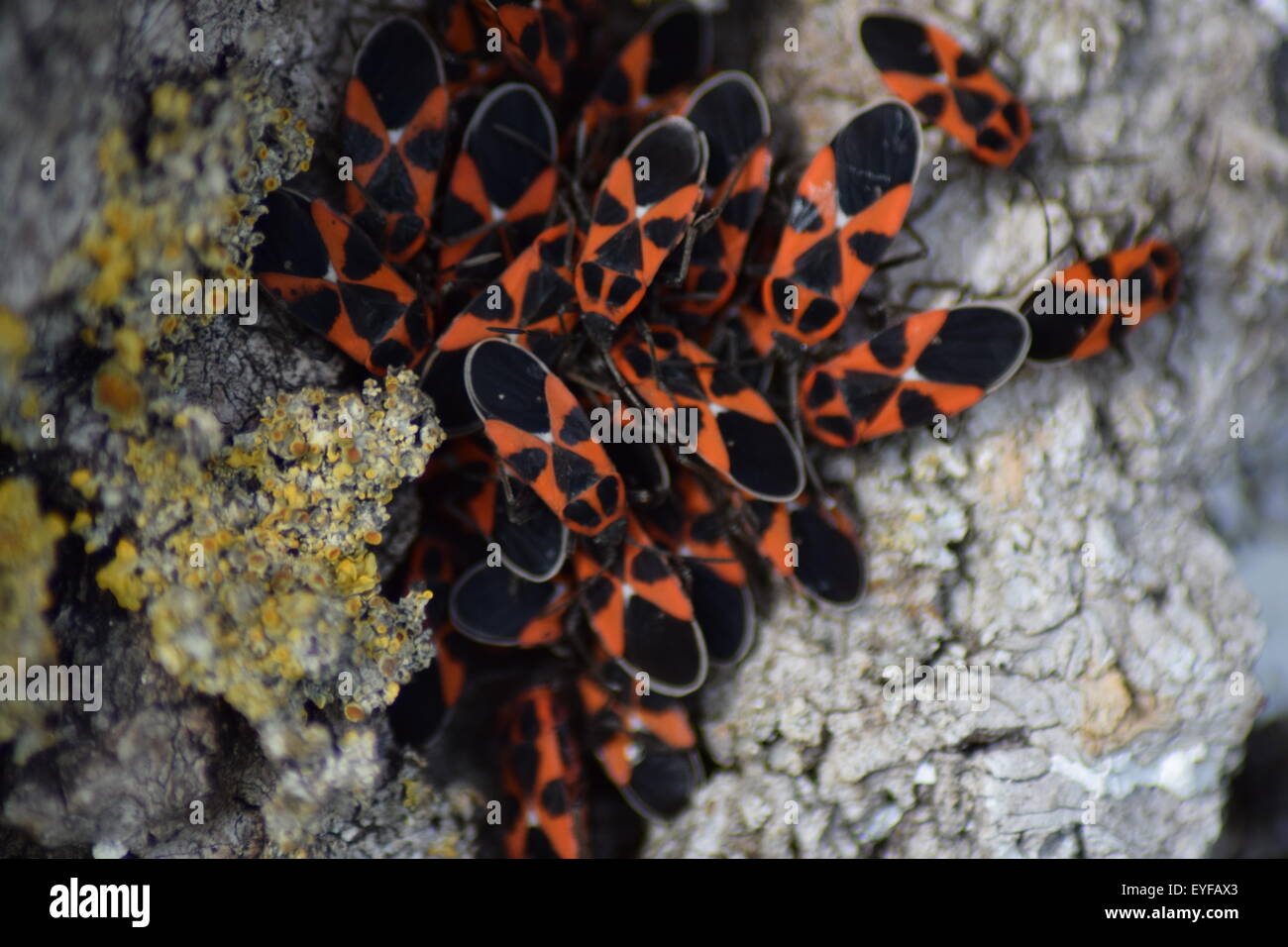 Two firebugs mating and walking backwards. Spring nature fire bug red ...