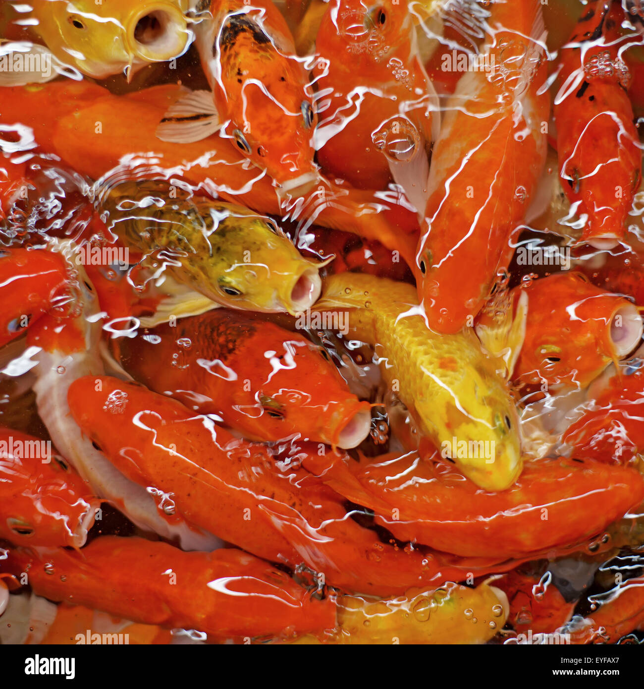 Koi tail hi-res stock photography and images - Alamy