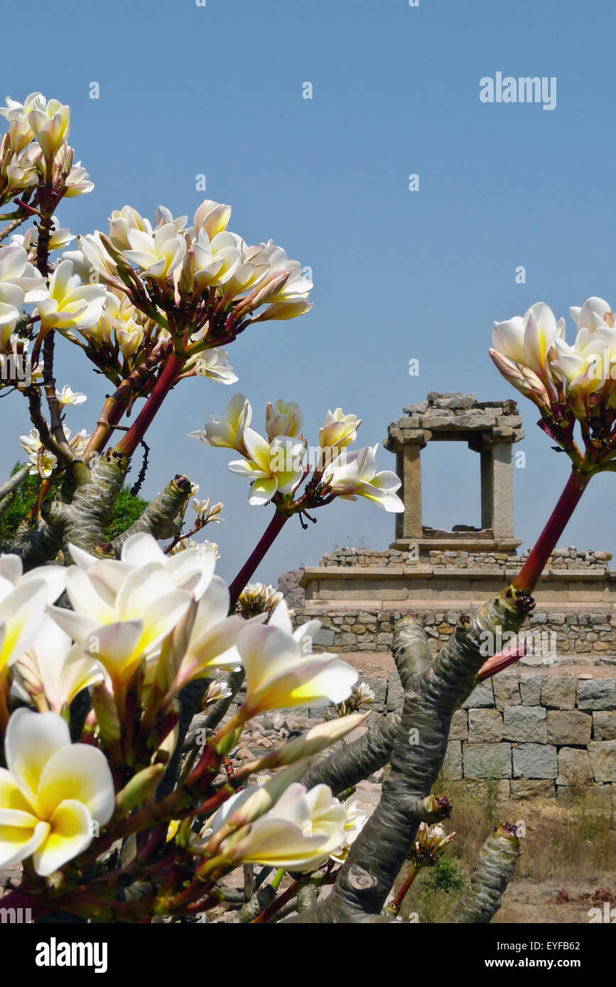 Flowering Frangipani Tree With Temple In The Background At Hampi ...