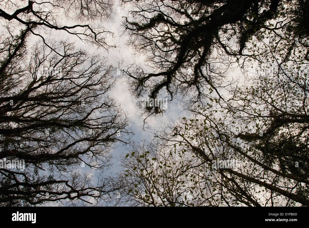 Overhead Trees In Exmoor, United Kingdom Stock Photo - Alamy