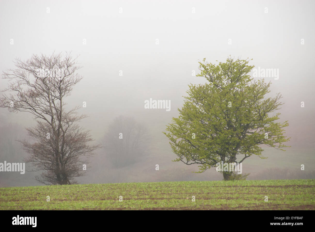 Pastoral Scenes On Misty Exmoor Day, United Kingdom Stock Photo - Alamy