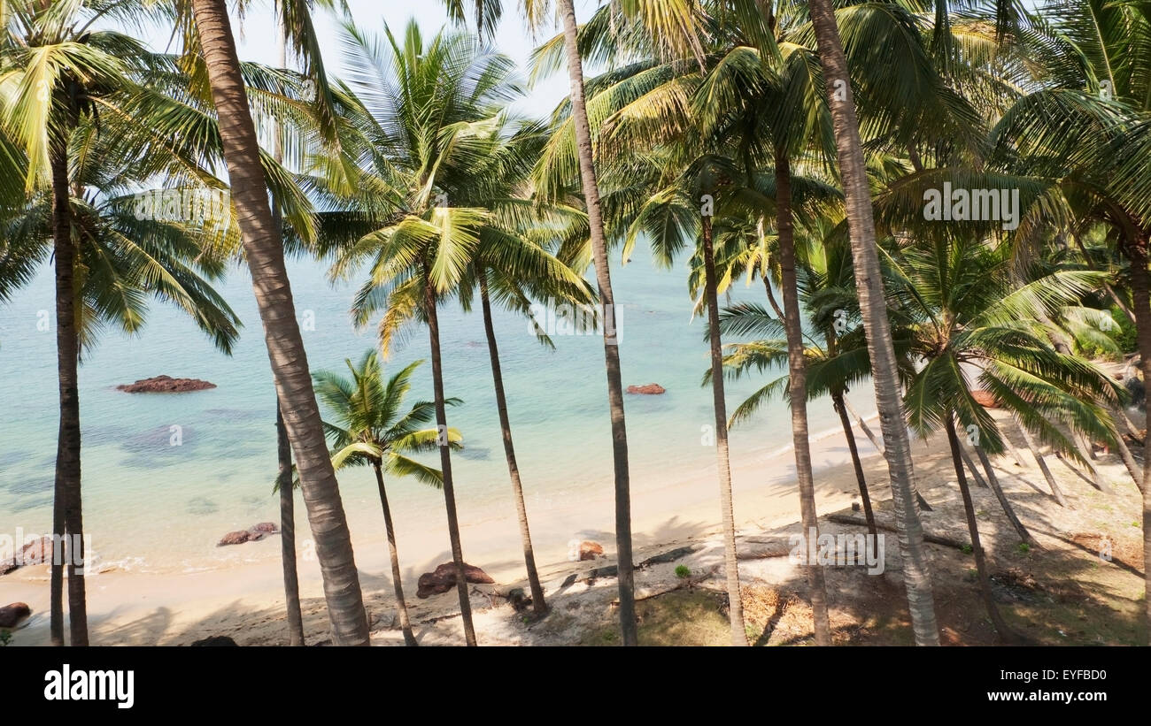 Palm Trees On Beach, Cola Beach, Goa, India Stock Photo - Alamy