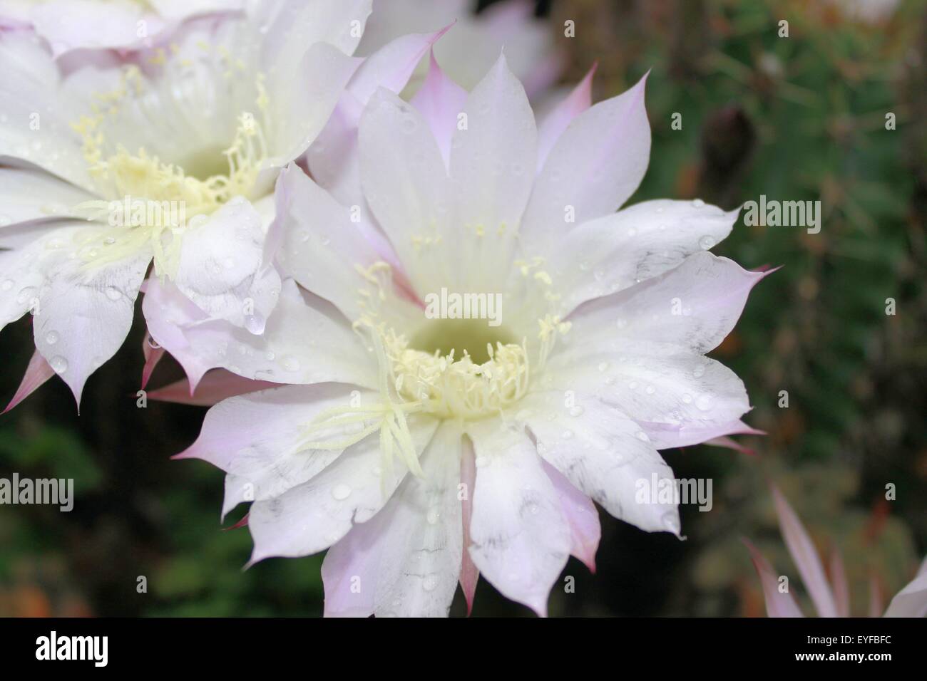 white cactus flowers Stock Photo - Alamy