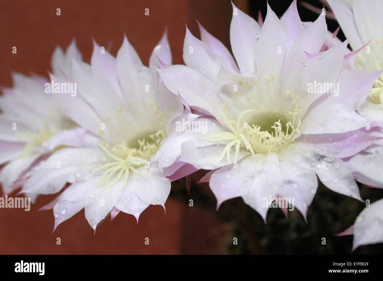 white cactus flowers Stock Photo - Alamy
