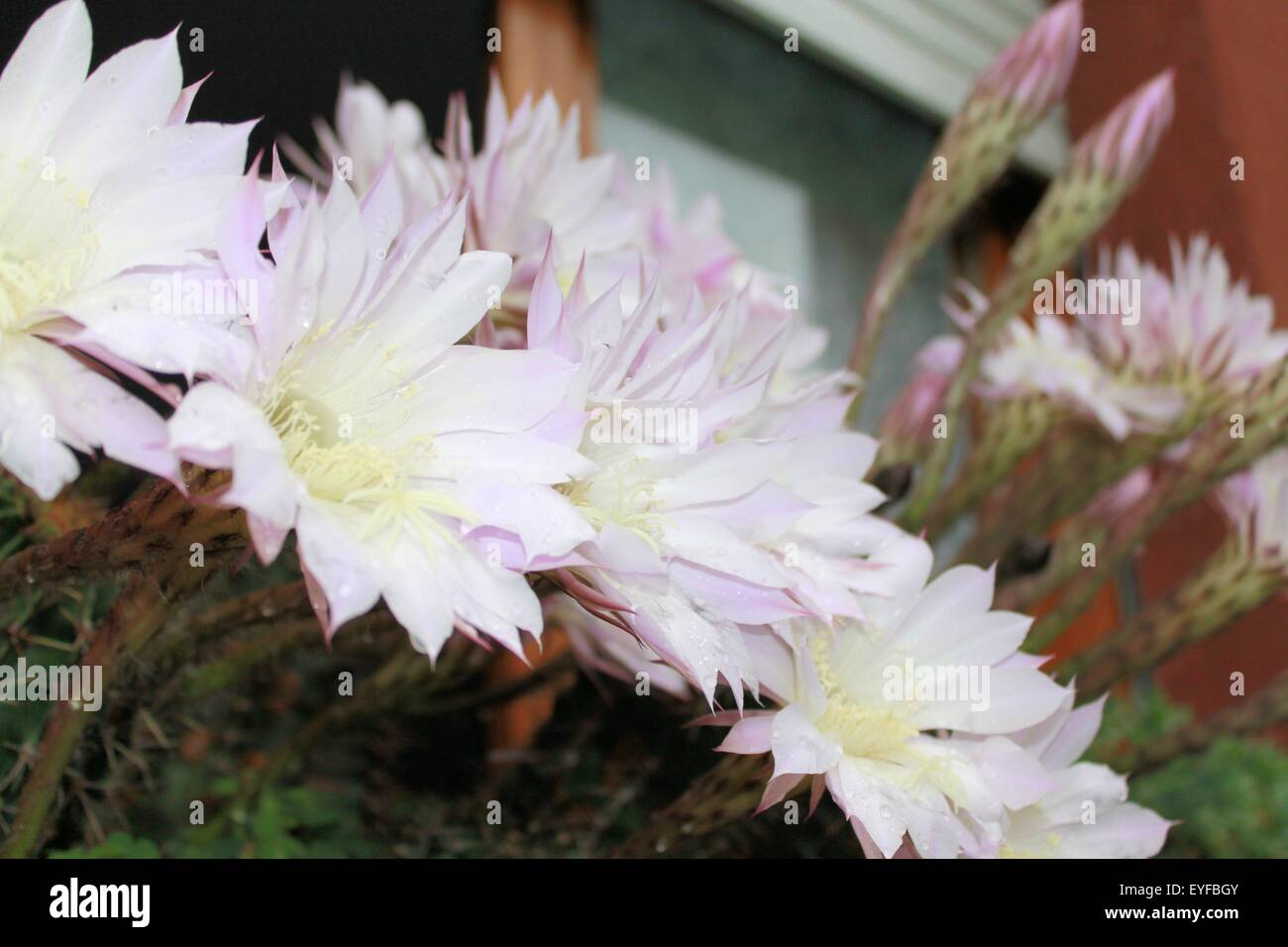 white cactus flowers Stock Photo - Alamy