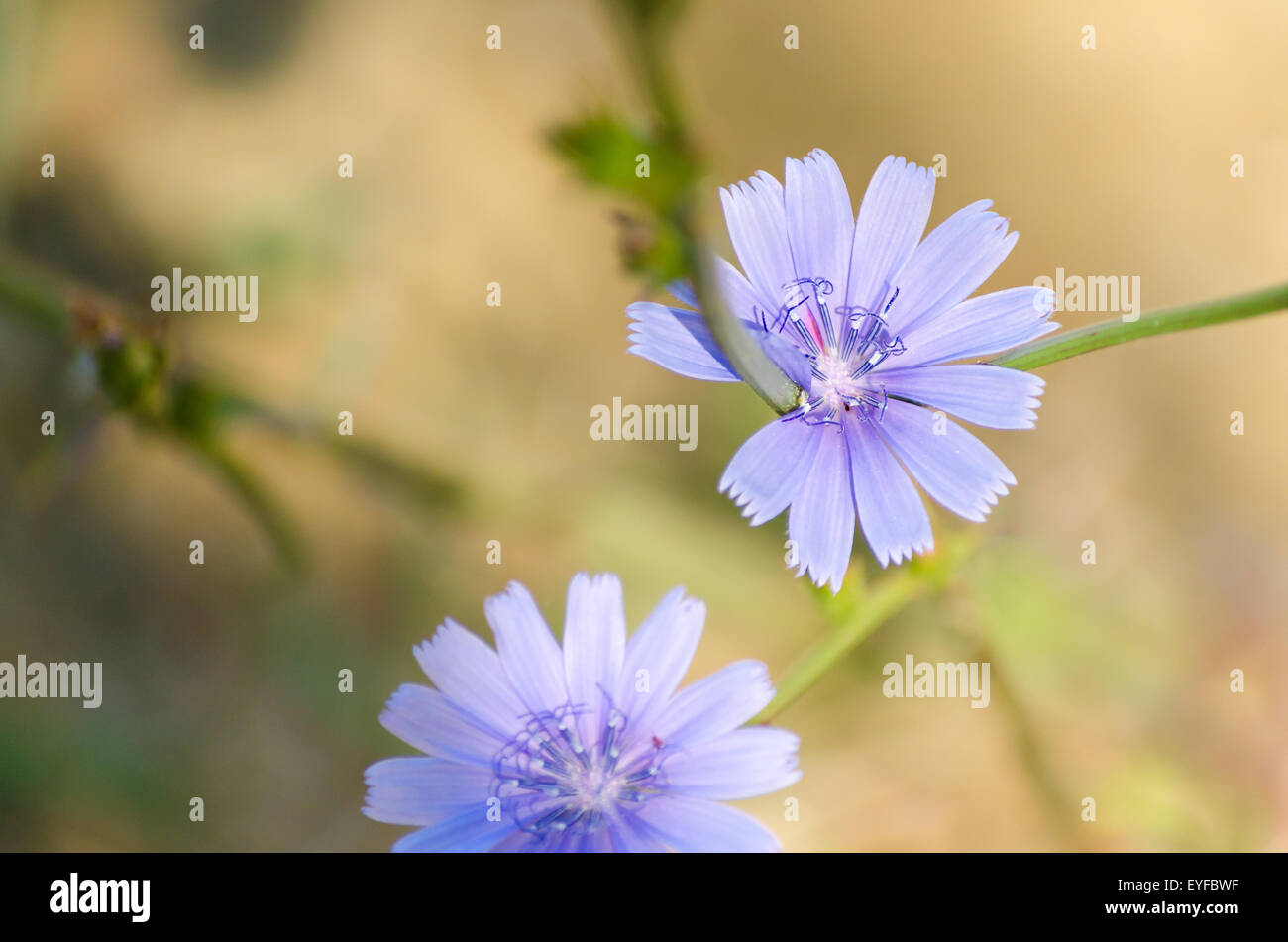 Pretty light blue flower hi-res stock photography and images - Alamy