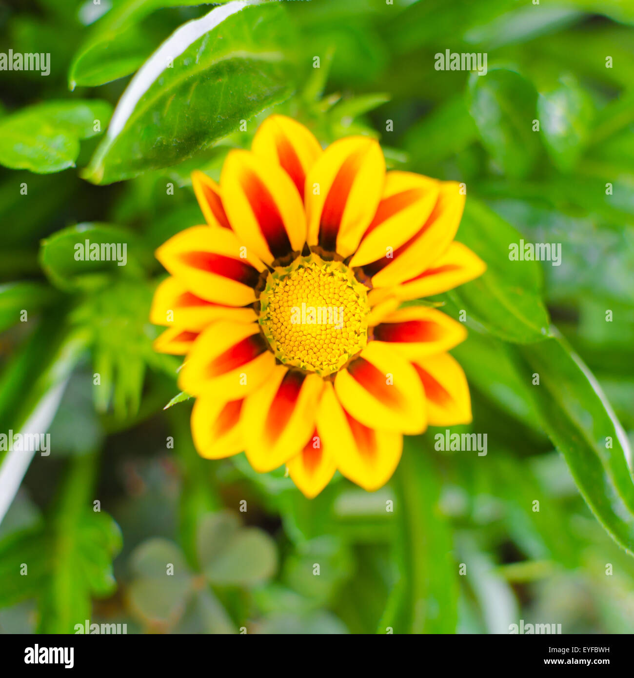Yellow core hi-res stock photography and images - Alamy