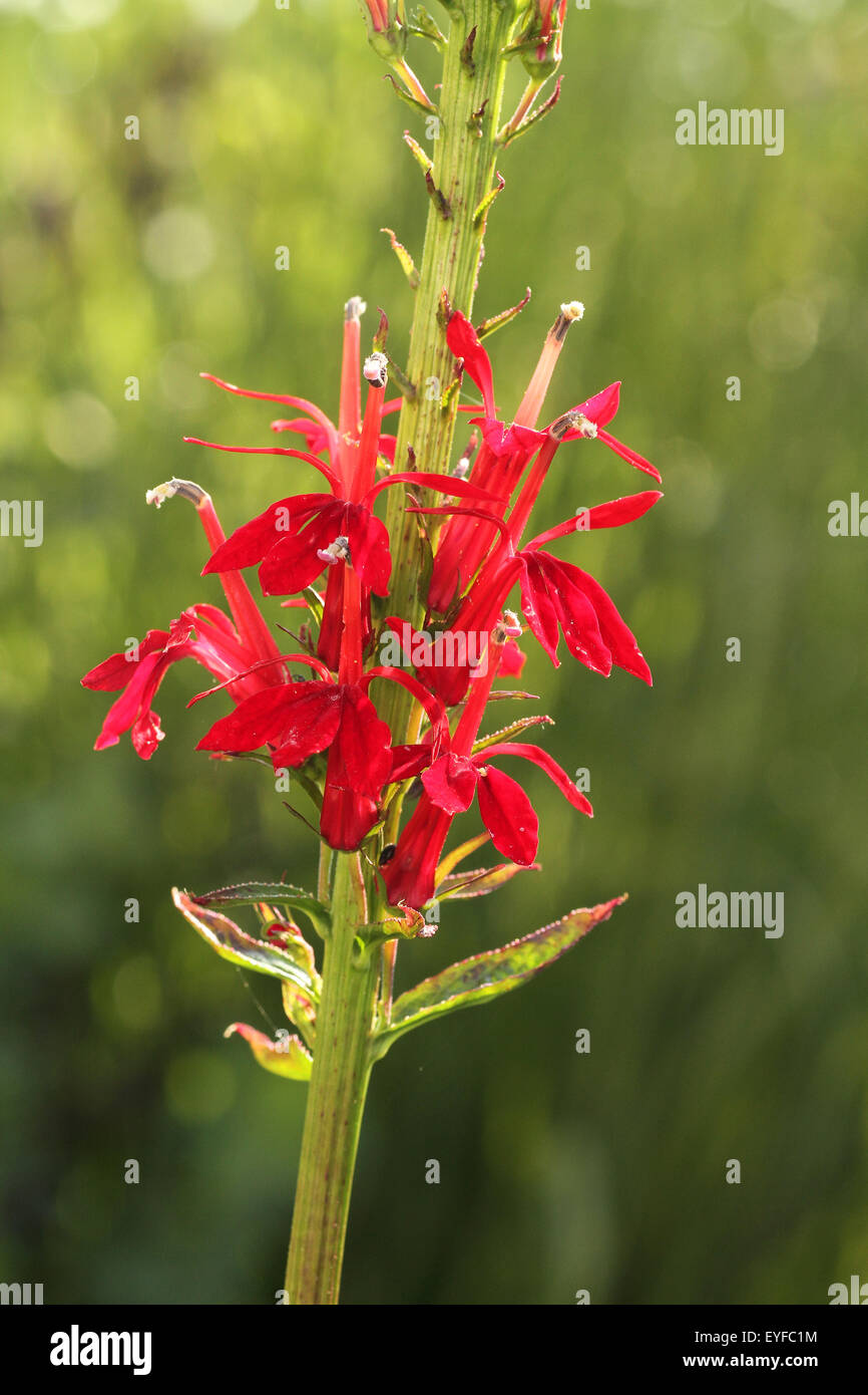 Cardinal flower hi-res stock photography and images - Alamy