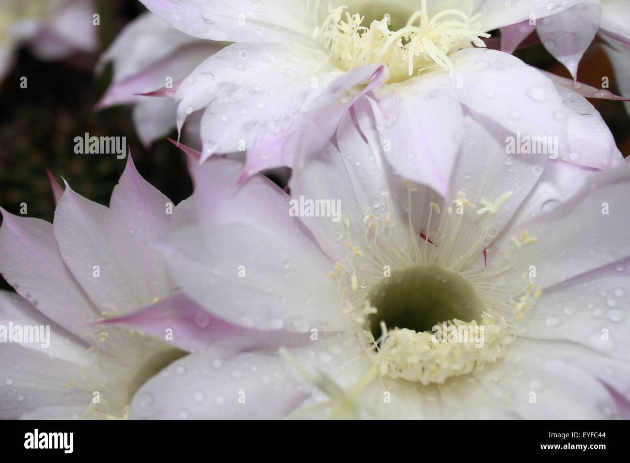 white cactus flowers Stock Photo - Alamy