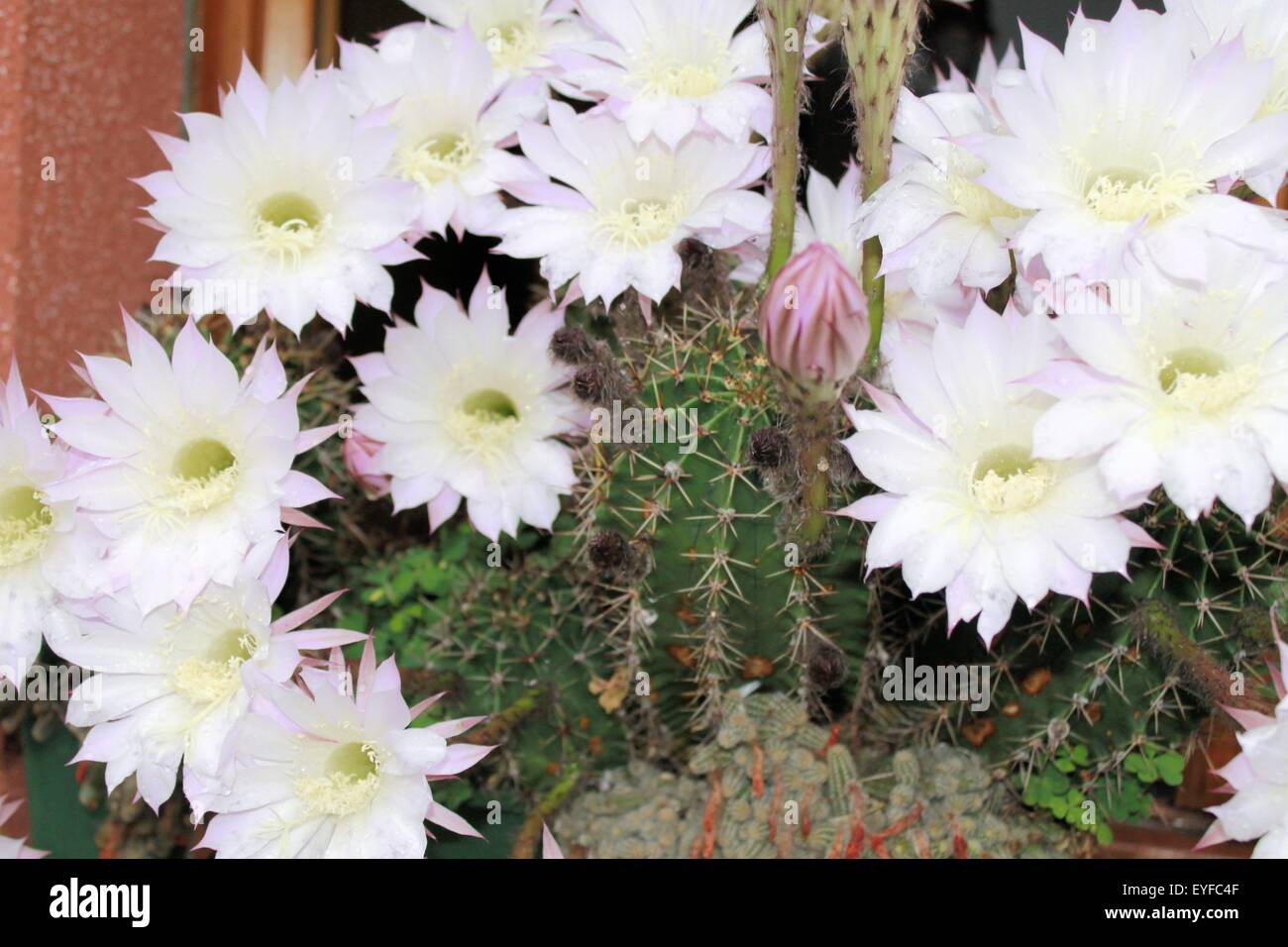 white cactus flowers Stock Photo - Alamy