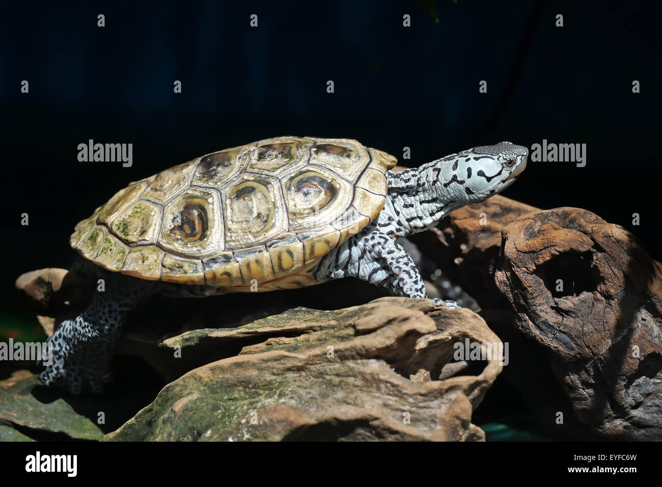 Turtle tortoise terrapin shell hi-res stock photography and images - Alamy