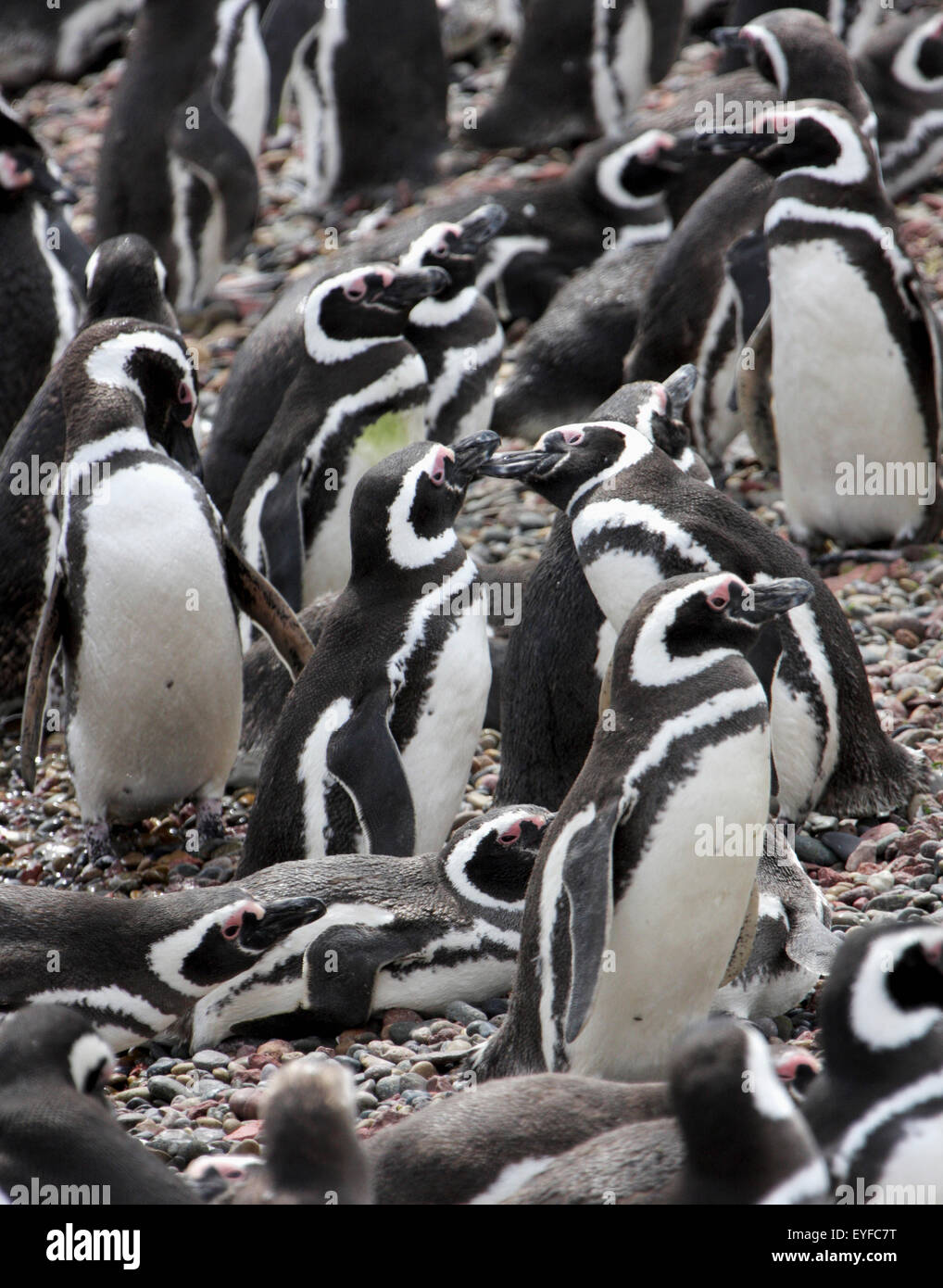 Argentina, Mass Of Magallenic Penguins On The Beach; Punto Tombo Stock ...