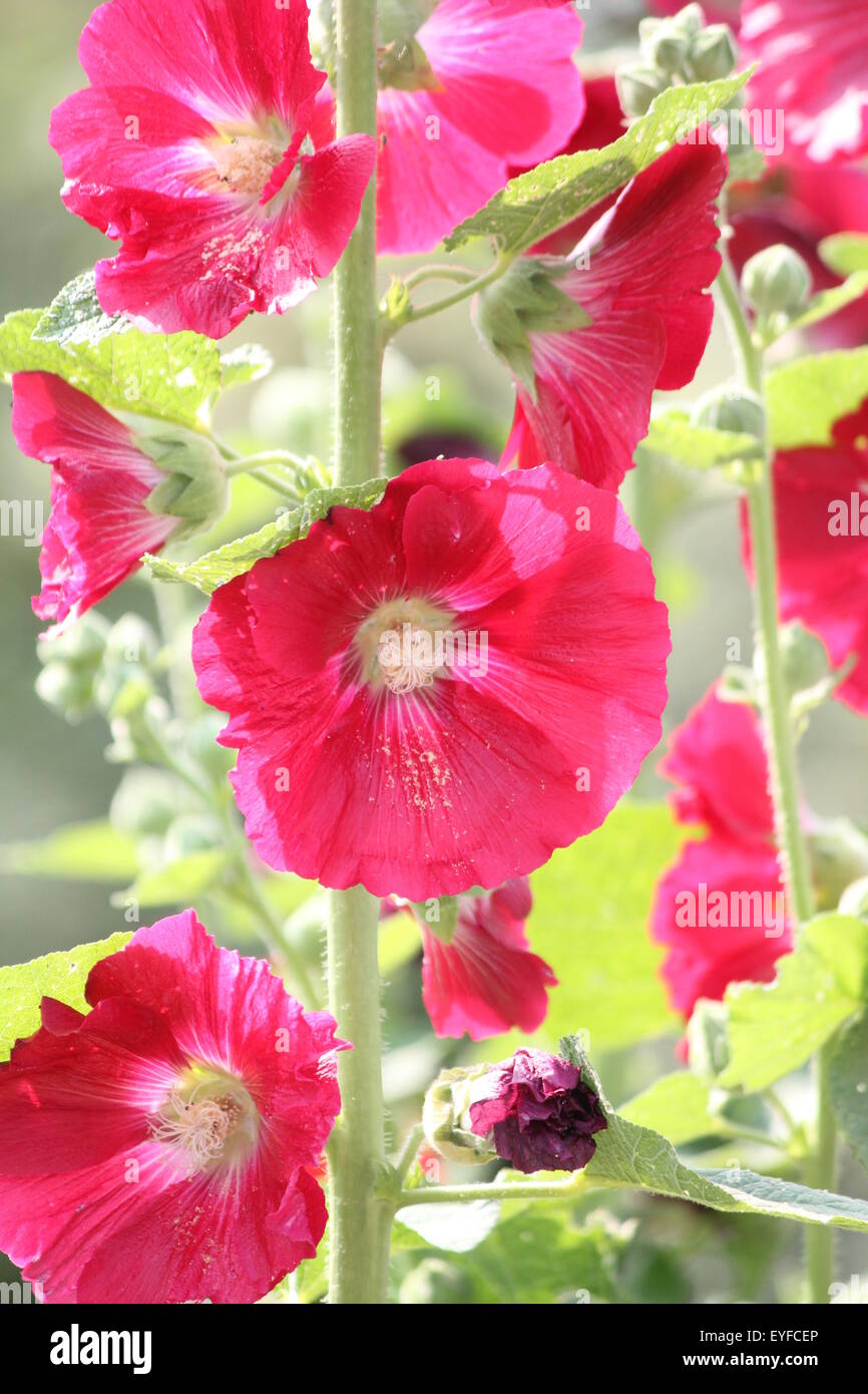 Hollyhock (Alcea rosea) Deep Red Hollyhock growing on the edge of a ...