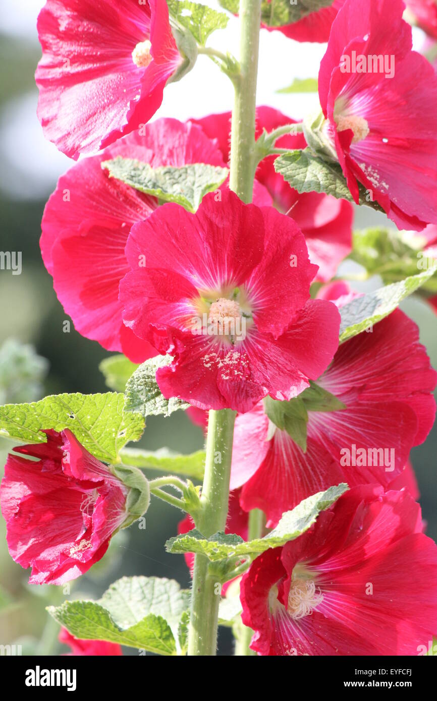 Hollyhock (Alcea rosea) Deep Red Hollyhock growing on the edge of a ...