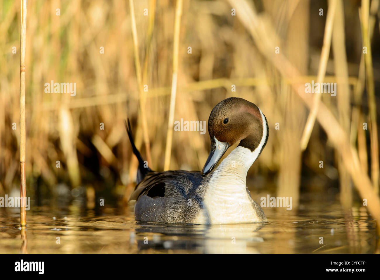 Northern Pintail Drake (Anas acuta), Pacific Northwest Stock Photo - Alamy