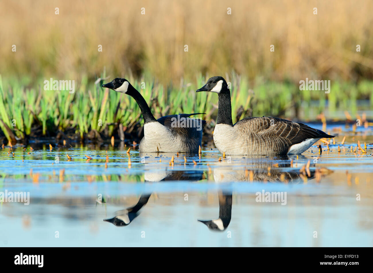 Canada Goose (Branta canadensis) pair, Pacific Northwest Stock Photo ...